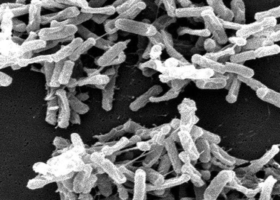 Similar clinical outcomes in mild/moderate Clostridium difficile ...