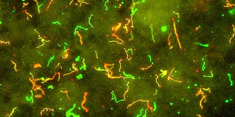 Lyme disease is associated with significant health care costs | 2 ...